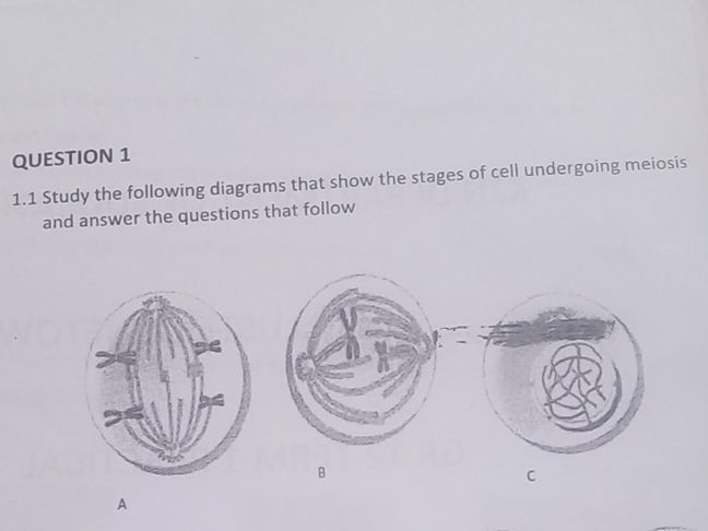 11 Study the following diagrams that show | StudyX