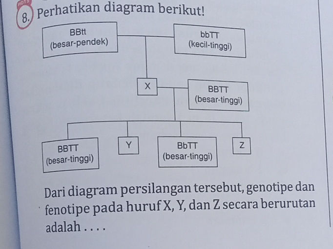 Dari diagram persilangan tersebut genotipe | StudyX
