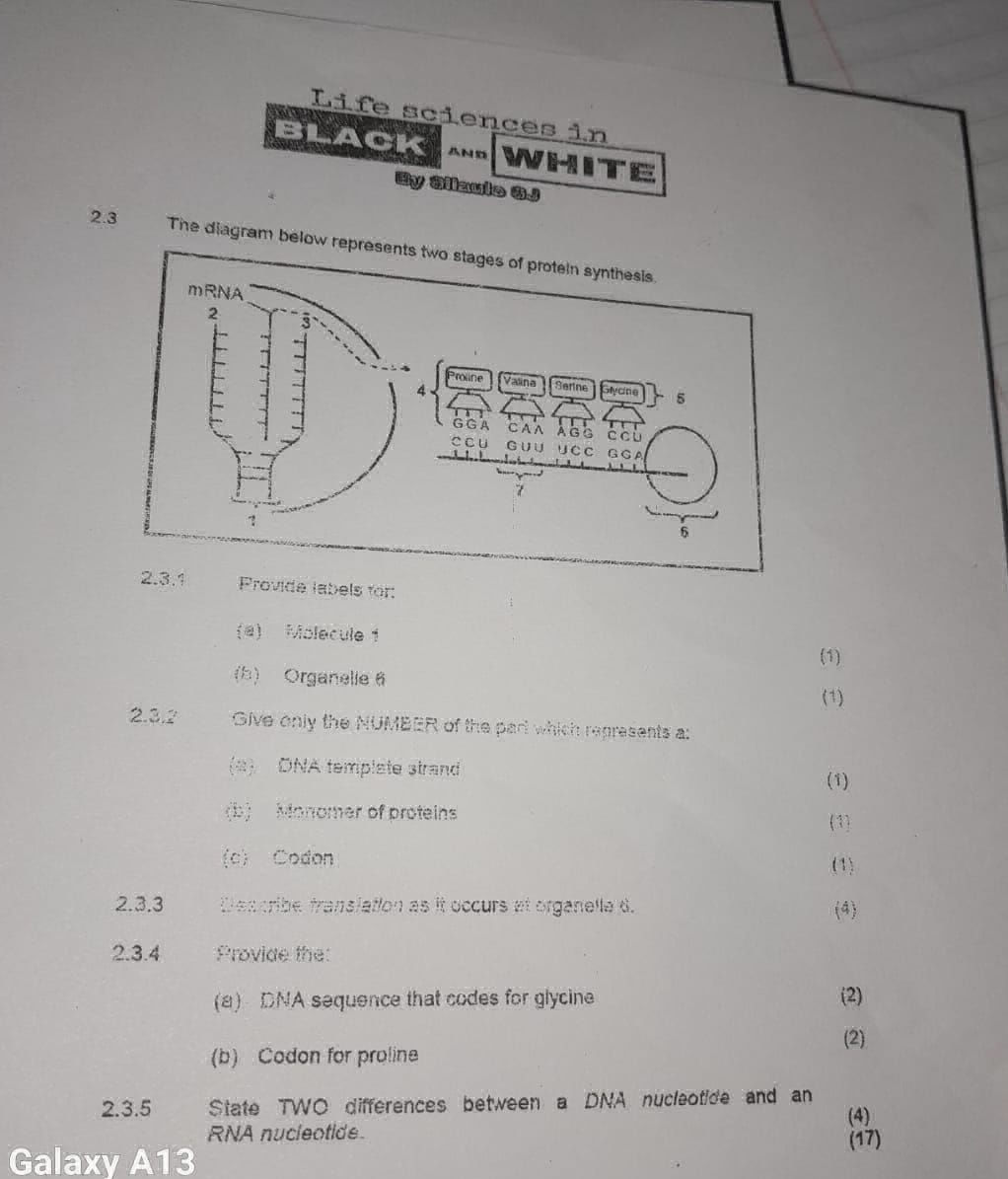 23 The diagram below represents two stages | StudyX