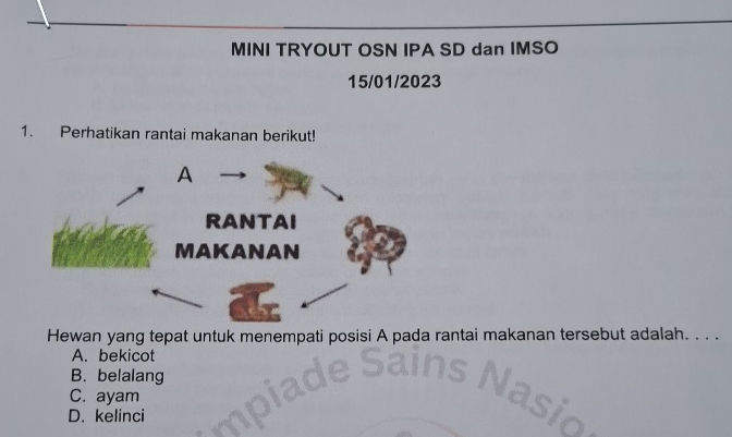 Perhatikan rantai makanan berikut A katak | StudyX