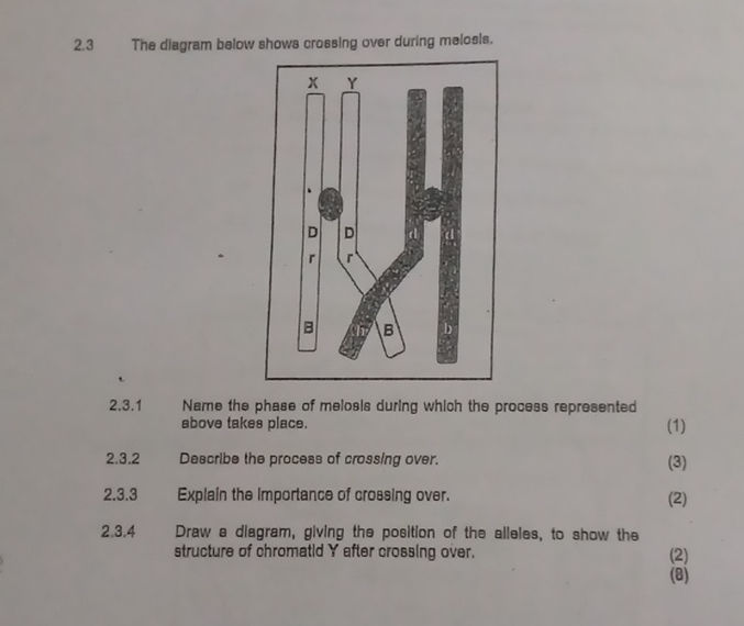 23 The diagram below shows crossing over | StudyX