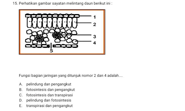 15. Perhatikan gambar sayatan melintang daun | StudyX