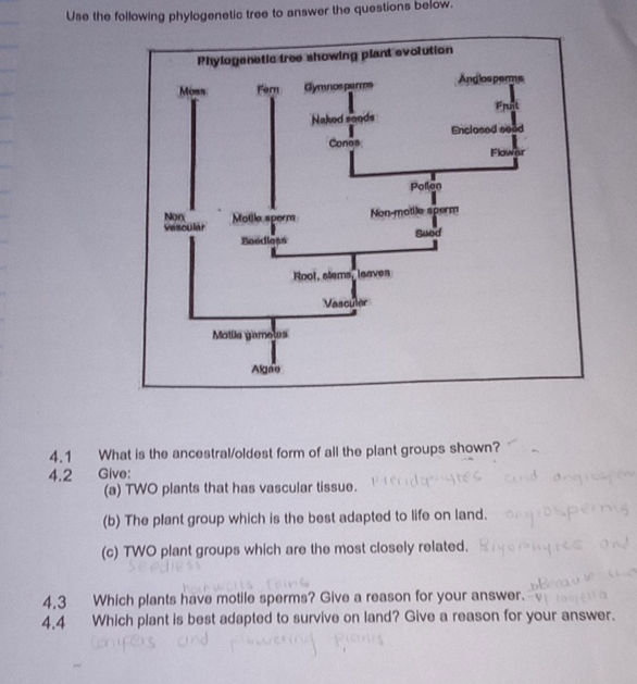 Use the following phylogenetic tree to | StudyX