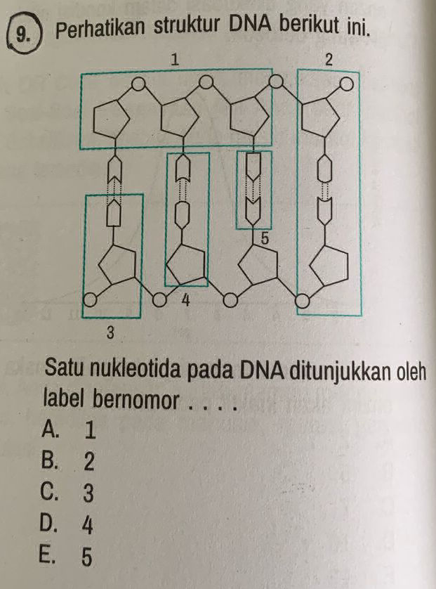 9 Perhatikan struktur DNA berikut ini DNA | StudyX