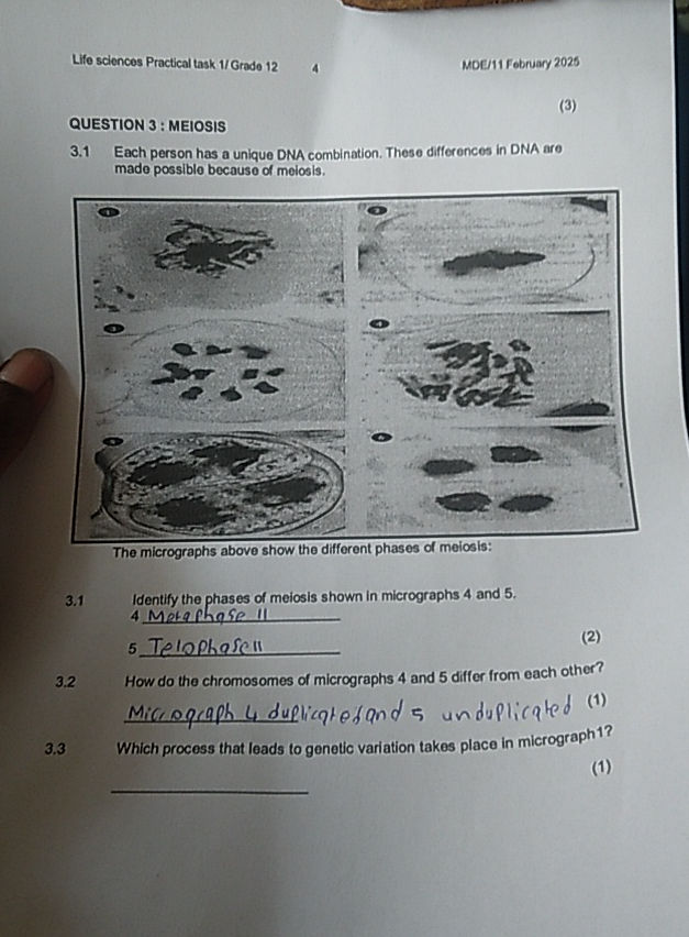 31 Identify the phases of meiosis shown in | StudyX