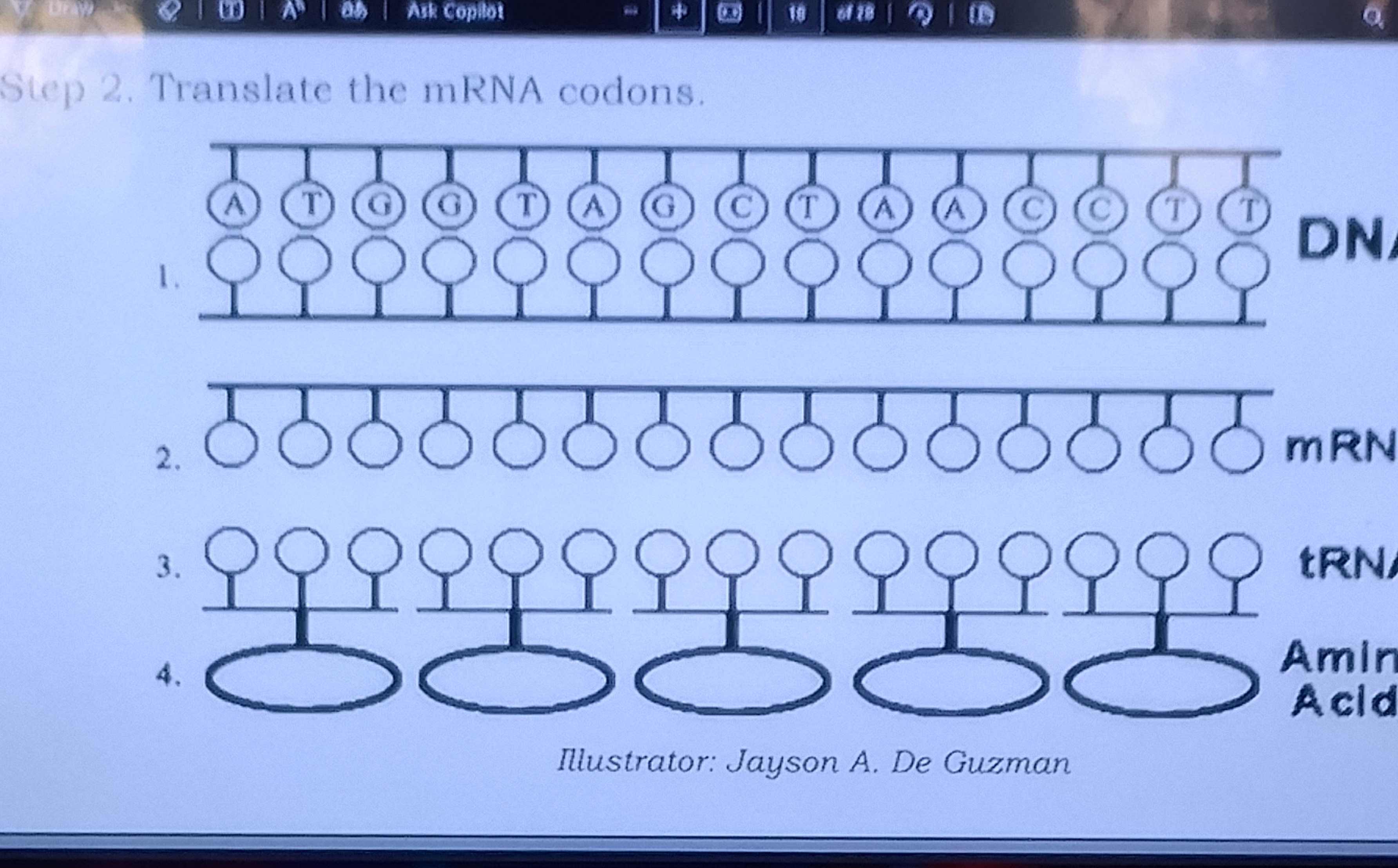 Step 2 Translate the mRNA codons 1 A T G G T | StudyX
