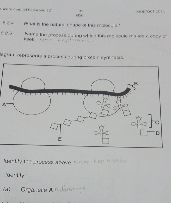 The diagram represents a process during | StudyX