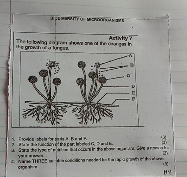 BIODIVERSITY OF MICROORGANISMS Activity 7 | StudyX