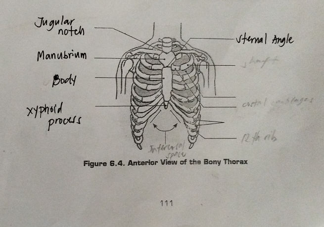 Figure 64 Anterior View of the Bony Thorax
