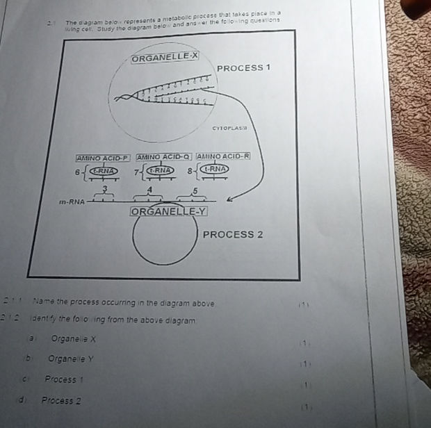 21 Name the process occurring in the diagram | StudyX
