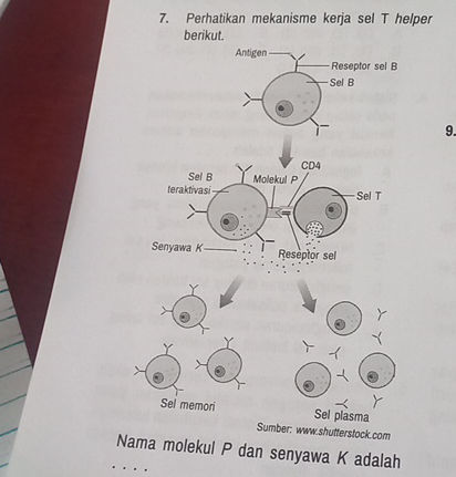 7 Perhatikan mekanisme kerja sel T helper | StudyX