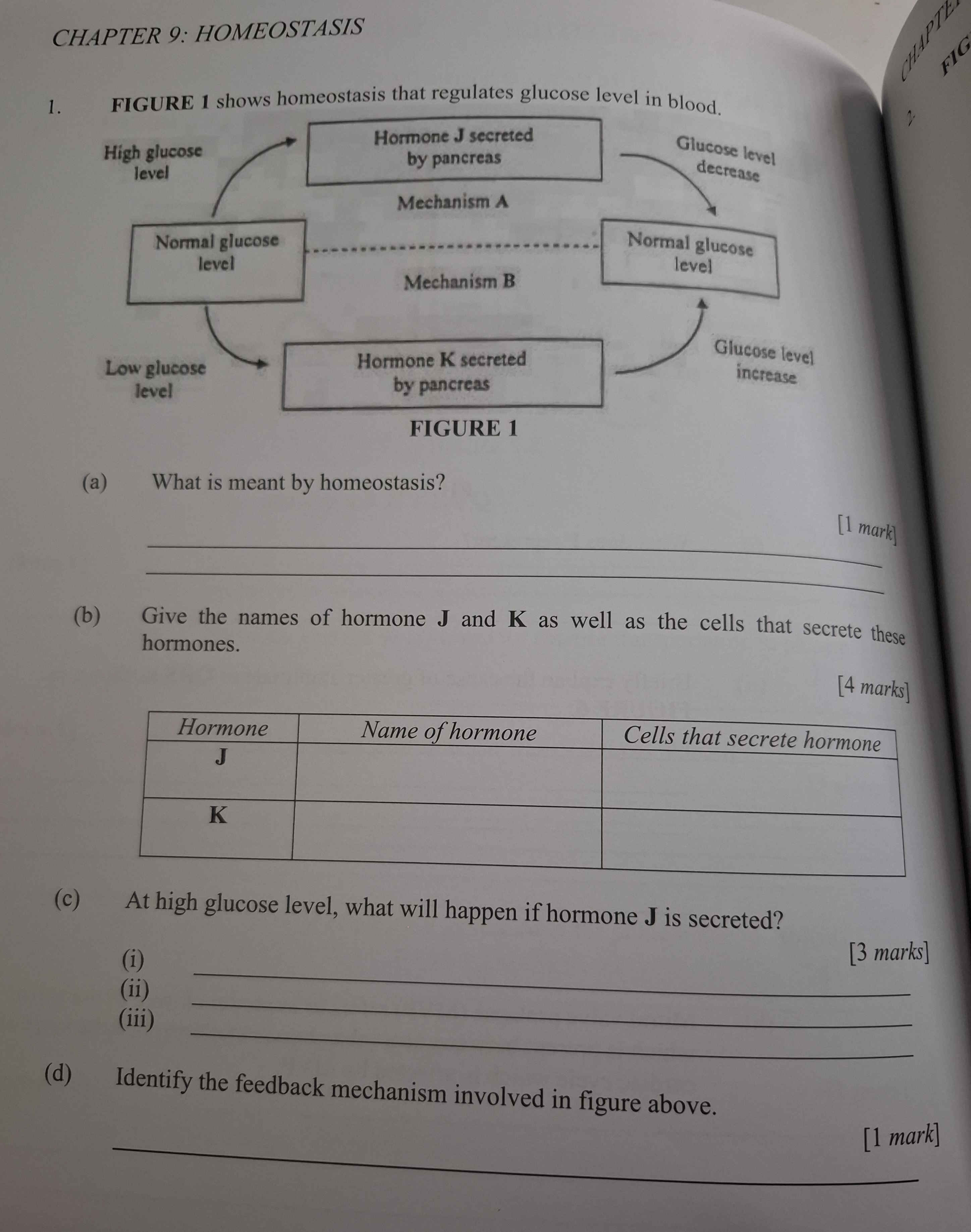 FIGURE 1 shows homeostasis that regulates | StudyX