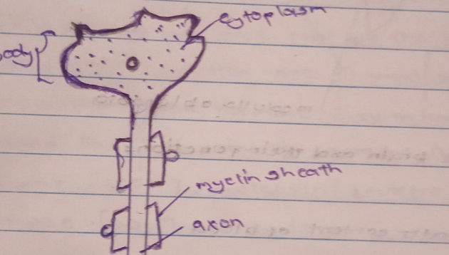 The image contains a hand-drawn diagram of a | StudyX