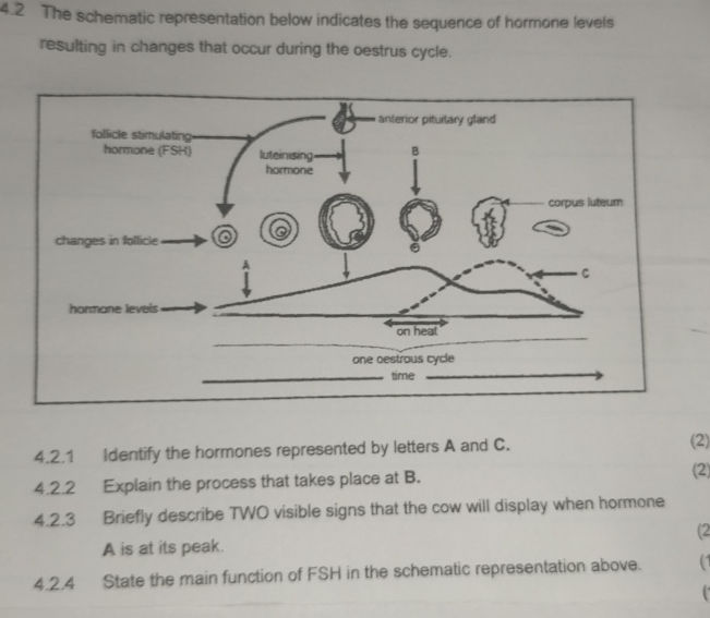 4.2.1 Identify the hormones represented by | StudyX
