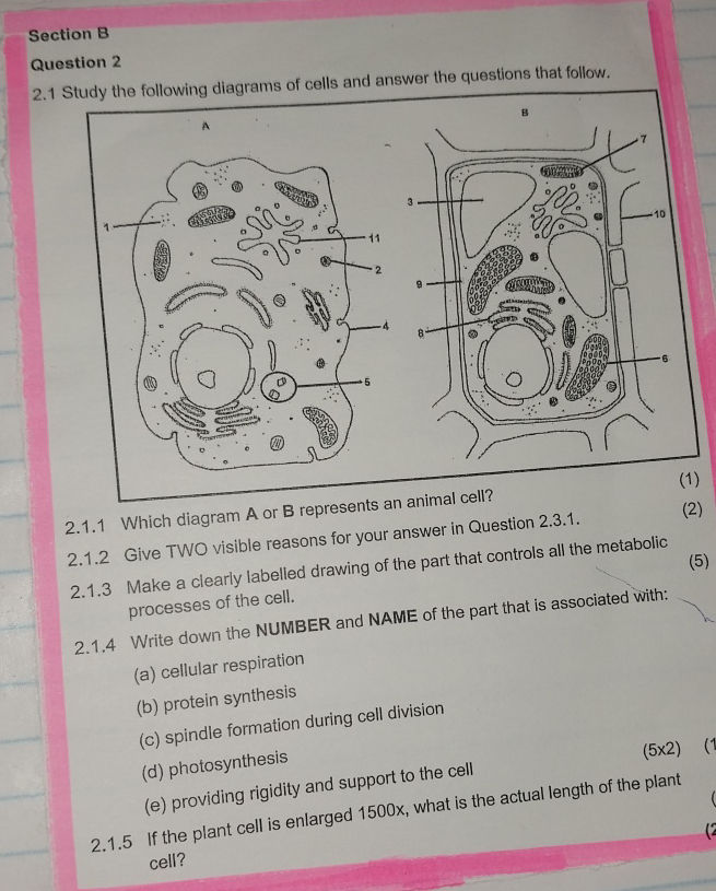 21 Study the following diagrams of cells and | StudyX