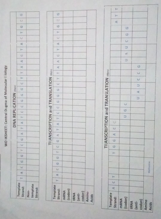 WORKSHEET Central Dogma of Molecular Biology | StudyX