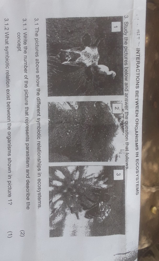 INTERACTIONS BETWEEN ORGANISMS IN ECOSYSTEMS | StudyX