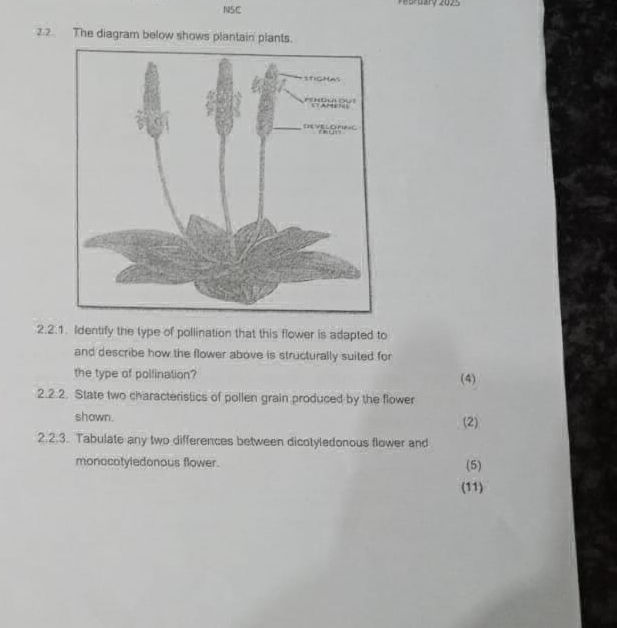 221 Identify the type of pollination that | StudyX
