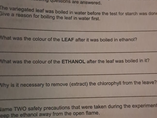 The variegated leaf was boiled in water