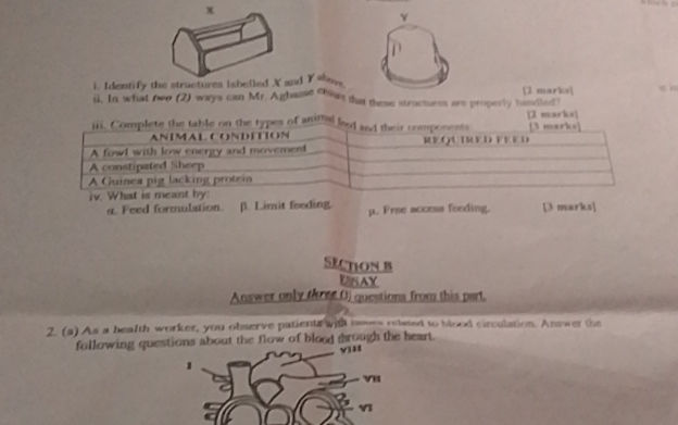1 Identify the structures labelled X and Y | StudyX