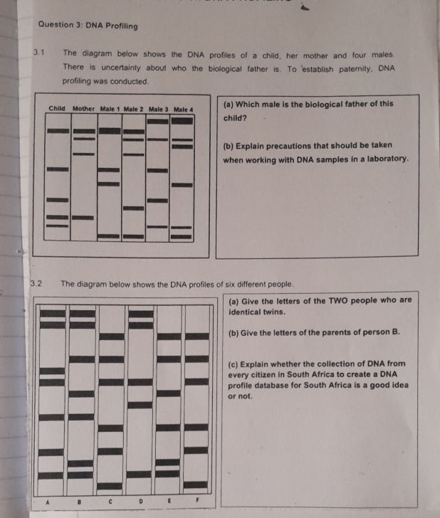 Question 3 DNA Profiling 31 The diagram | StudyX