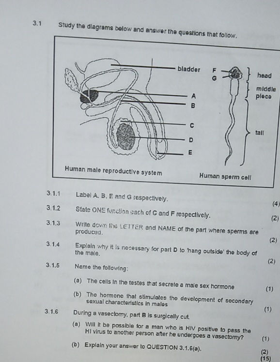 31 Study the diagrams below and answer the | StudyX