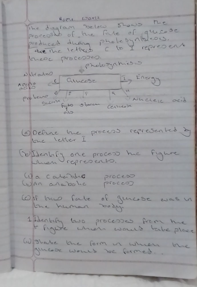 The diagram below shows the processes of the | StudyX
