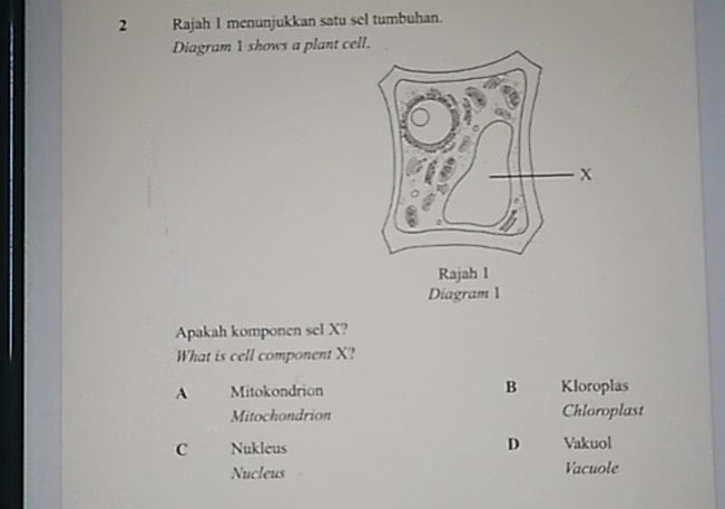 Rajah 1 menunjukkan satu sel tumbuhan | StudyX