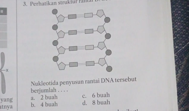 3 Perhatikan struktur rantai DNA berikut | StudyX