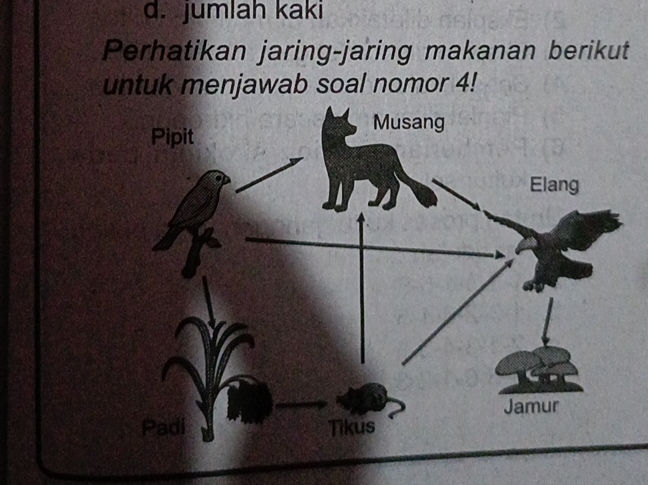 Perhatikan jaring-jaring makanan berikut | StudyX
