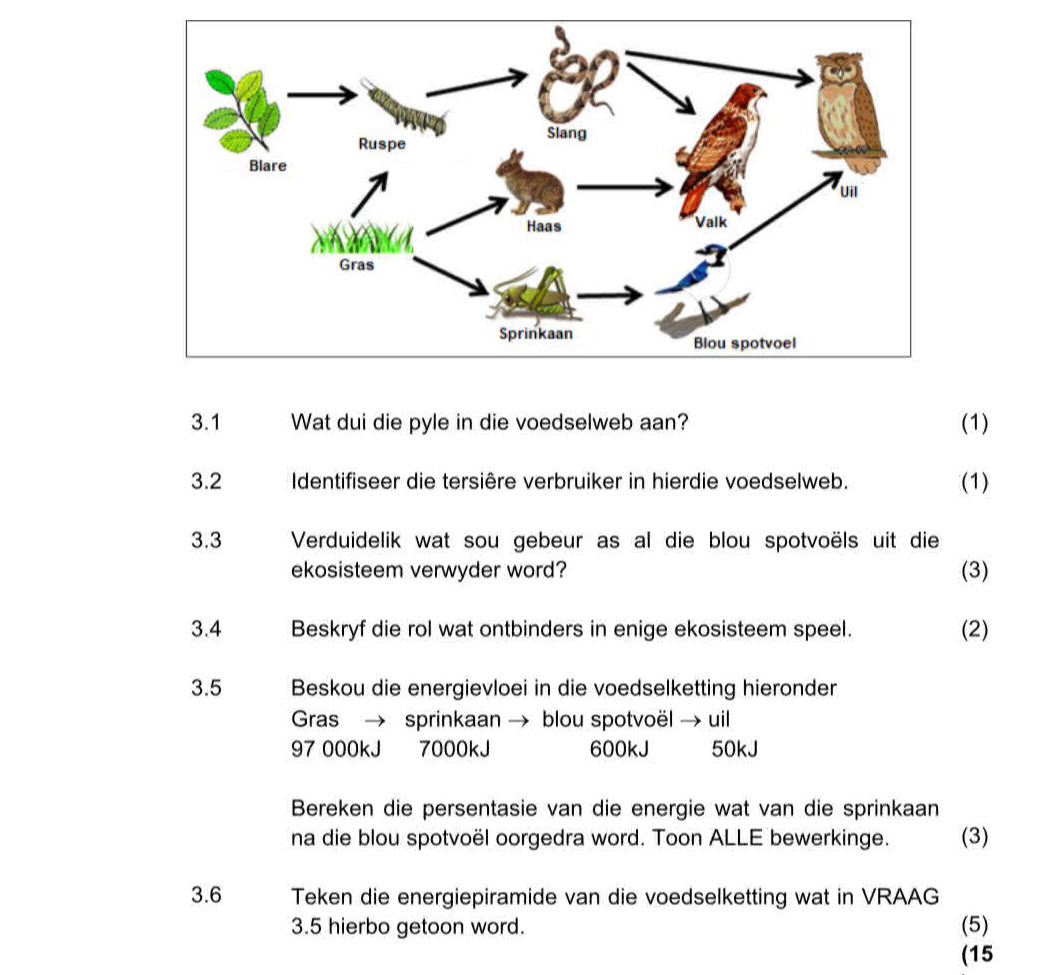 3.1 Wat dui die pyle in die voedselweb aan? | StudyX