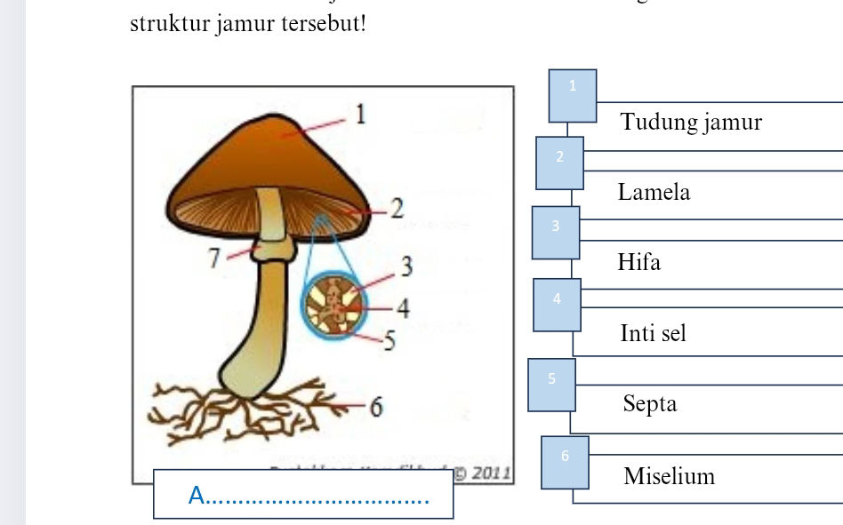struktur jamur tersebut 1 Tudung jamur 2 | StudyX