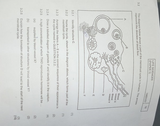 321 Identify structure C 322 Name the cycle | StudyX