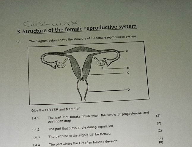 3. Structure of the female reproductive | StudyX