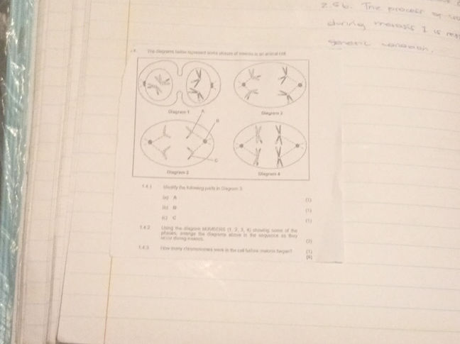 The diagrams below represent some stages of | StudyX