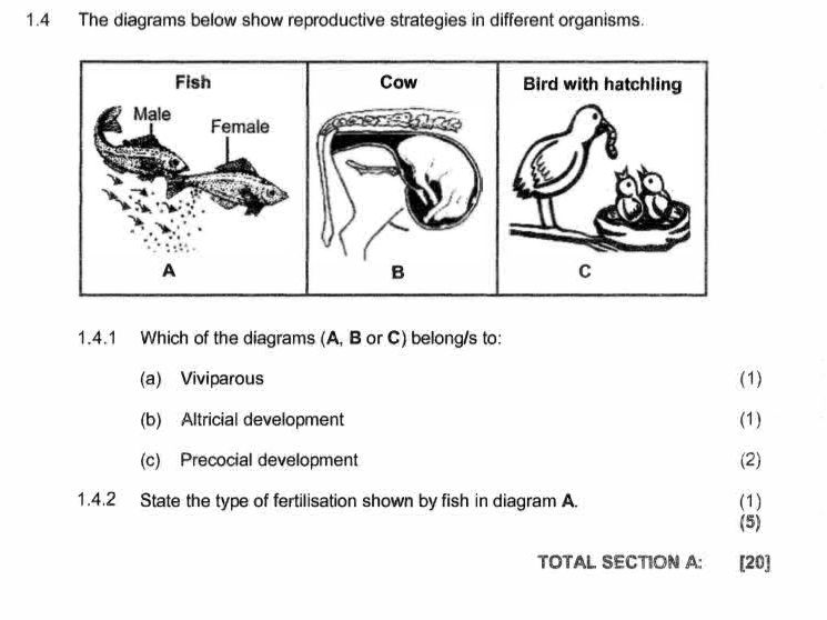 14 The diagrams below show reproductive | StudyX