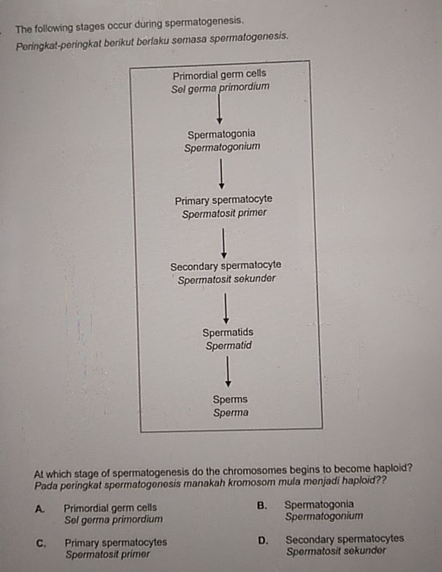 -The following stages occur during | StudyX
