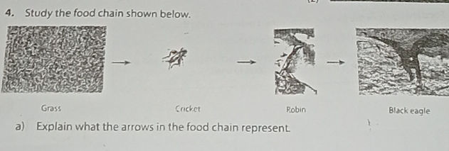 4 Study the food chain shown below Grass | StudyX