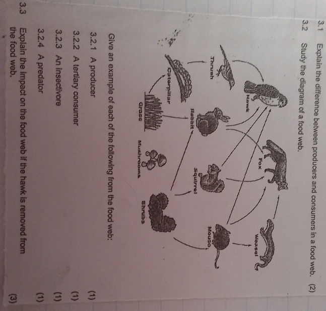 Study the diagram of a food web. Fox Weasel | StudyX