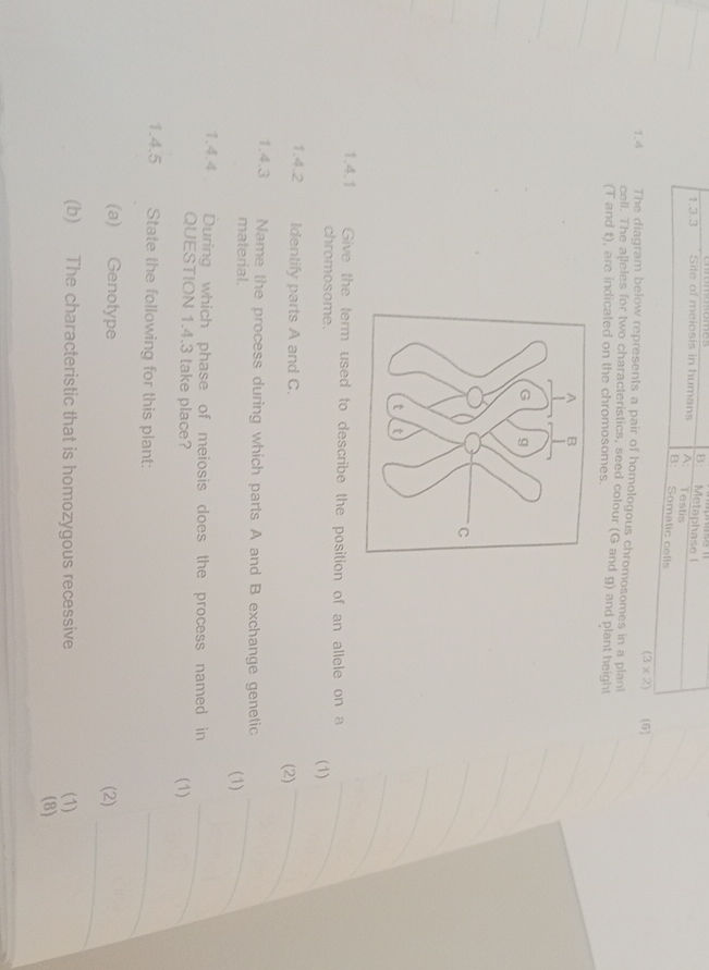 The diagram below represents a pair of | StudyX