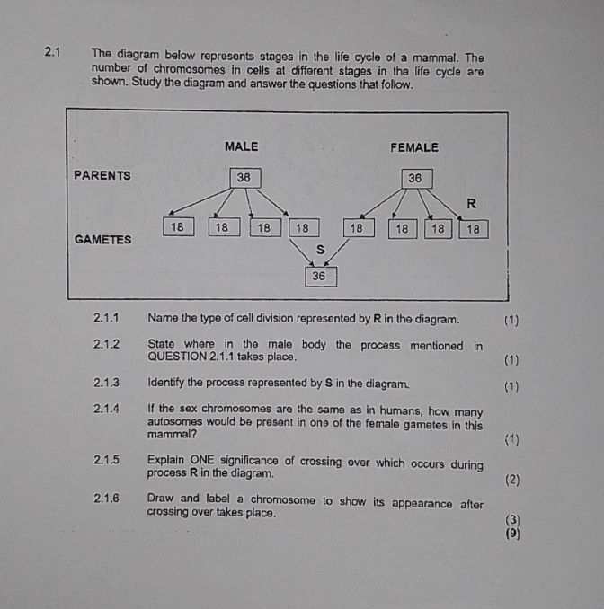 The diagram below represents stages in the | StudyX