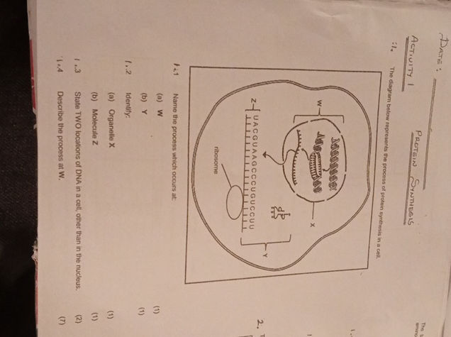 The diagram below represents the process of | StudyX