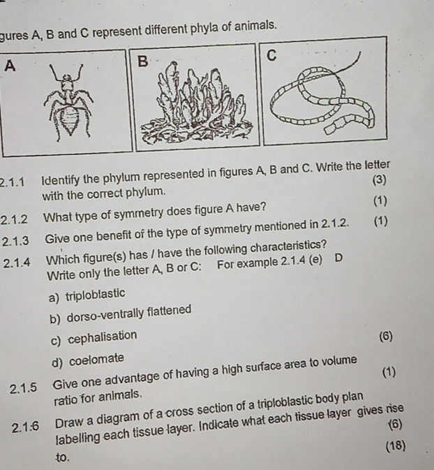 211 Identify the phylum represented in | StudyX