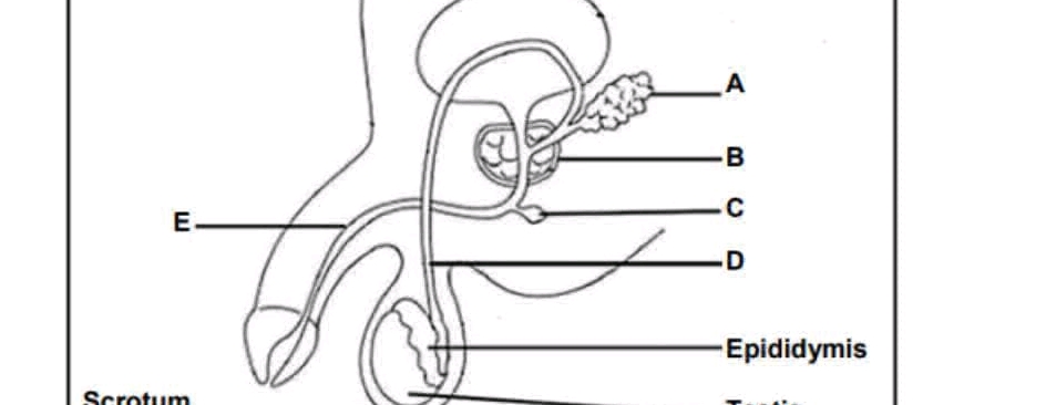 Identify the parts labeled A, B, C, D, and E | StudyX