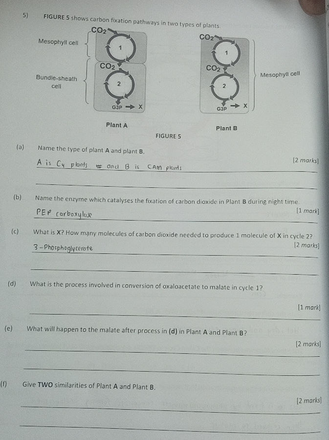 5) FIGURE 5 shows carbon fixation pathways | StudyX
