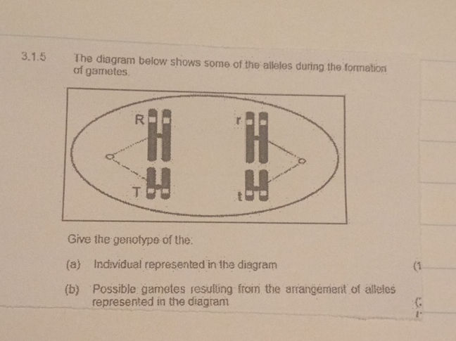 The diagram below shows some of the alleles | StudyX