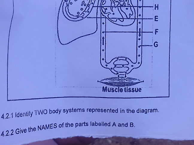 421 Identify TWO body systems represented in | StudyX