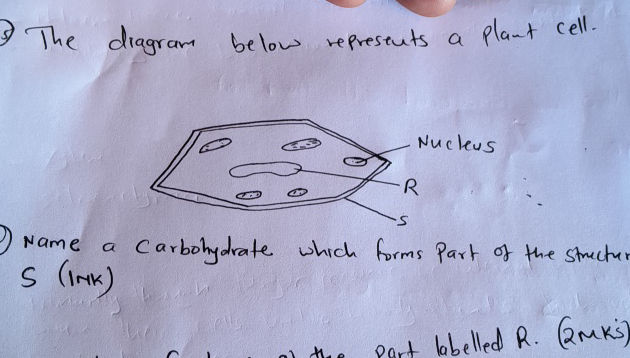 The diagram below represents a plant cell | StudyX