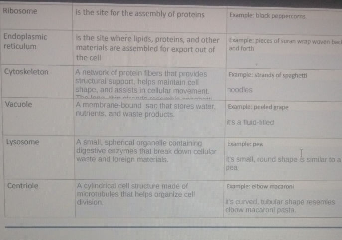 Cell Structure Description Example | StudyX