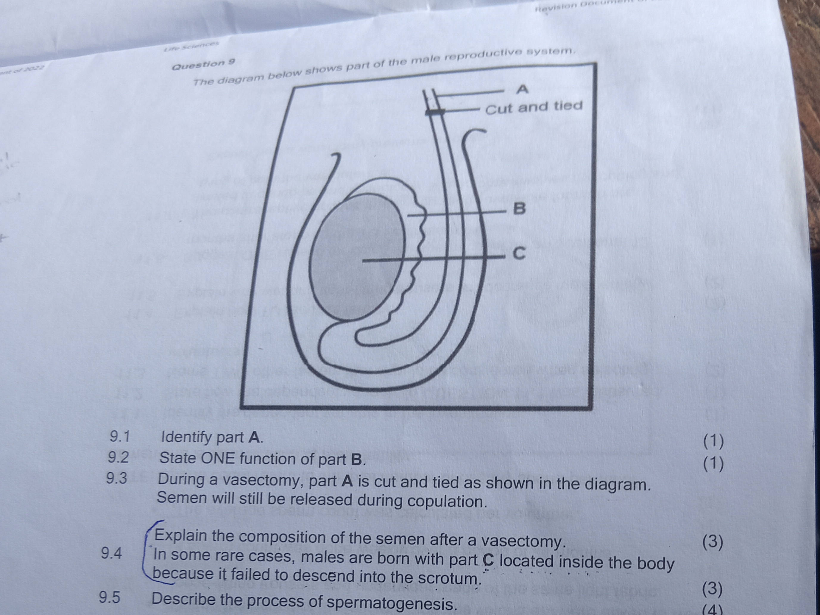 The diagram below shows part of the male | StudyX